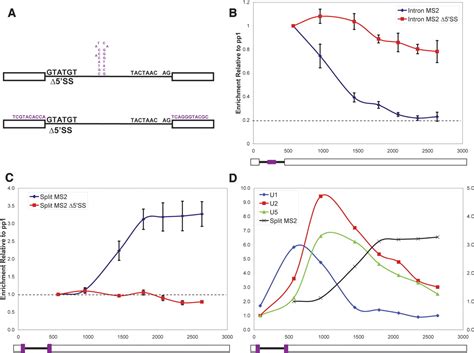 in vivo commitment to yeast cotranscriptional splicing is sensitive to
