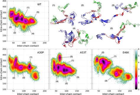Frontiers Wild Type α Synuclein And Variants Occur In Different Disordered Dimers And Pre