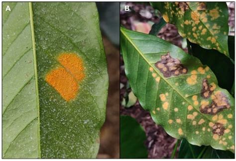 Monitoring Coffee Leaf Rust Hemileia Vastatrix On Commercial Coffee
