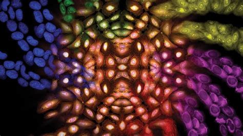 Imaging Protocol Handbook Technology Networks