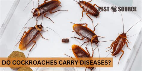 Do Cockroaches Carry Diseases Pest Source