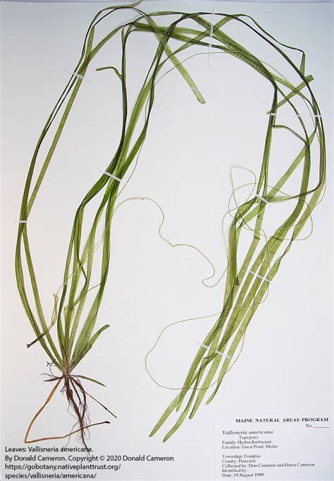 Tape Grass Vallisneria Americana Aka Eel Grass Or Water Celery
