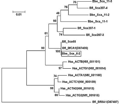 Phylogenetic Tree Of Cytoplasmic Actin Genes The Sequences Include All