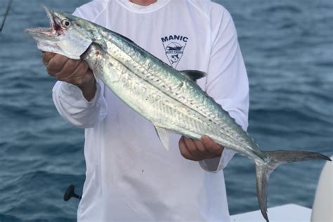Types Of Mackerel In North America