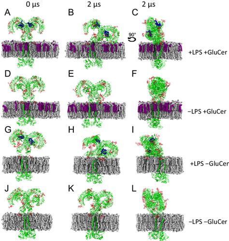 Snapshots From Atomistic Molecular Dynamics Simulations Show That