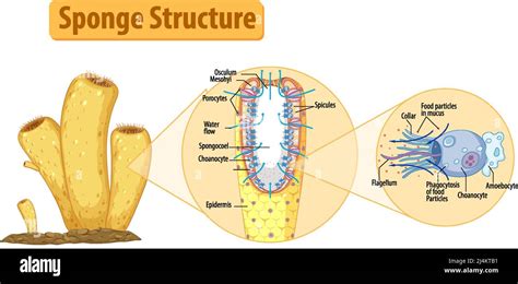 Diagram Showing Structure Of Sponge Illustration Stock Vector Image And Art Alamy