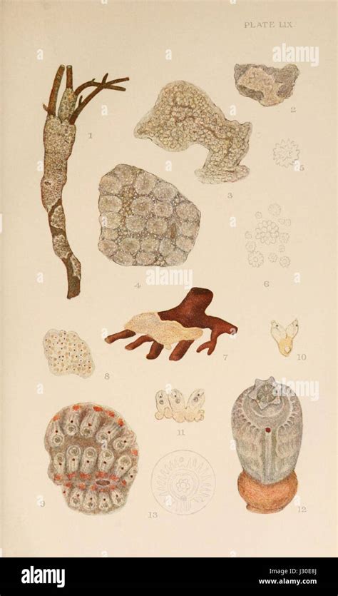 A Scientific Illustration From A 19th Century Work On British Tunicata