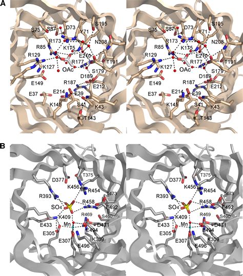 Characterization Of A Trifunctional Mimivirus Mrna Capping Enzyme And Crystal Structure Of The