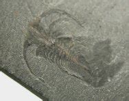 Marrella Splendens