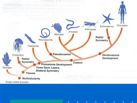 Ppt Unit 8 Invertebrates Powerpoint Presentation Free Download Id
