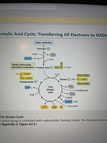 Cycles Flashcards Quizlet