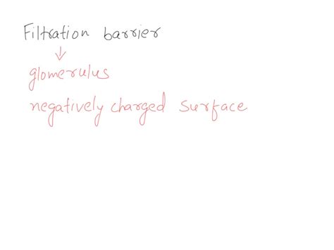 Solved Which Of The Cell Types Shown Helps Determine Capillary