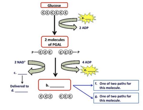 Bio Cellular Respiration Flashcards Quizlet