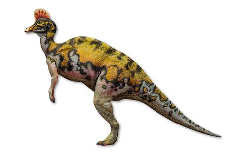 Corythosaurus