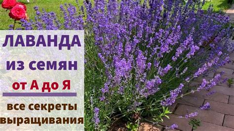 ВСЁ О ВЫРАЩИВАНИИ ЛАВАНДЫ в любом саду: посев, обрезка, подкормки ...