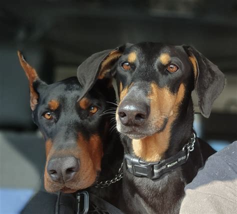 Uncropped Rottweiler Бездомные собаки в Тюмени