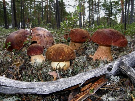 Грибы Омска (76 фото)