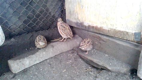 გარეული მწყერი 1 მამალი და 2 დედალი Youtube