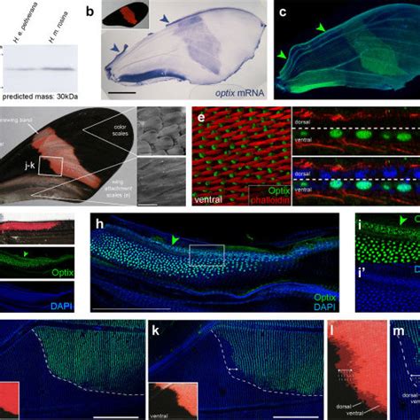 Optix Reveals Developmental Homologies Between Wing Patterns A Optix Download Scientific