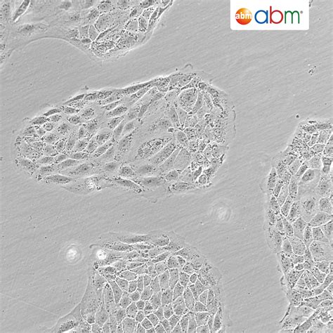 Cellular Materials Quimiolab