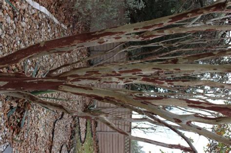 Winter Interest Exfoliating Bark The Garden Sleuth