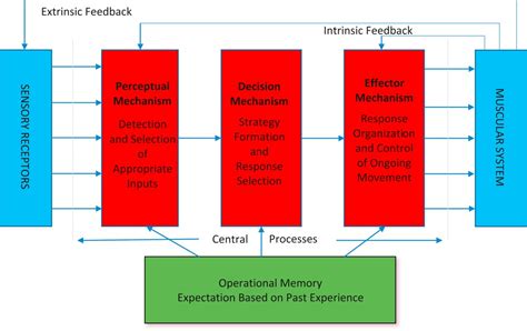 Visual Information Processing In Sports Ento Key