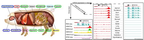 Bi Reference Epigenome Map Chromatin States Keun Hong