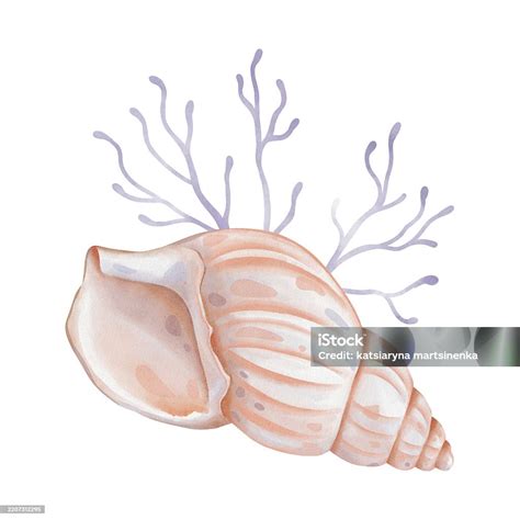 조개껍질과 해초의 수채화 구성 손으로 그린 파스텔 색상의 그림 바다 껍질 조류 고립 된 배경에 해양 빈티지 스타일의 디자인을 위한 해저 요소 갈색에 대한 스톡 벡터 아트 및