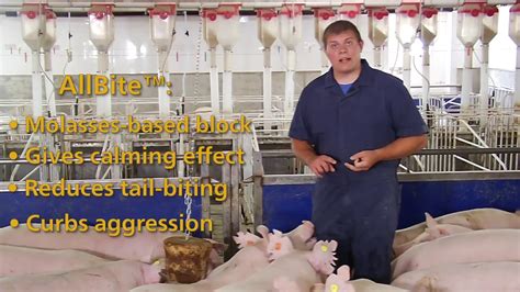 AllBite Block - Tail-biting Solution for Pigs - YouTube