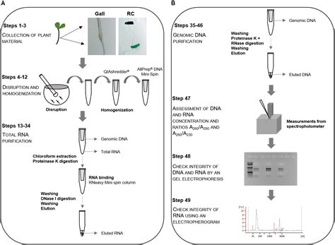 Rnase Free Cell Extraction Rna Extraction Without A Kit Qepl