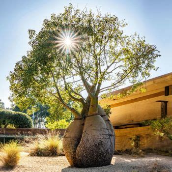 Bottle Tree How To Successfully Transplant A Queensland Bottle Tree