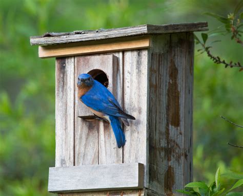 Birdhouses And Nesting Spring In The Northeast Agway Of Cape Cod