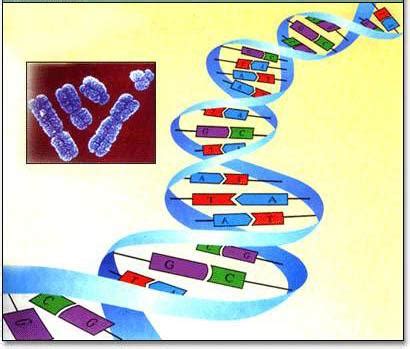 科学家们发现隐藏的遗传变异有助于推动进化 中国基因网