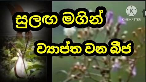 සුළඟ මගින් ව්‍යාප්ත වන බීජ 1 5 පරිසරය Youtube