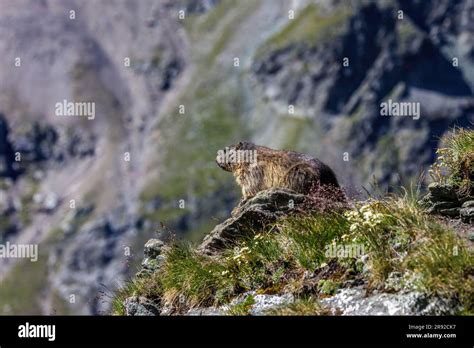 Alpine Marmot Marmota Marmota Sitting On A Rock Spur Side View