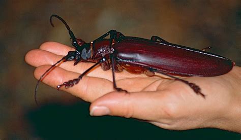 Top 10 Largest Insects On Earth Our Planet