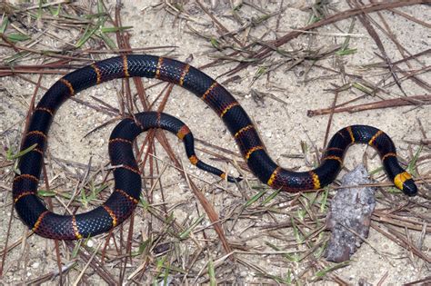 Аспид змеи 71 фото красивые фото и картинки Pofoto Club