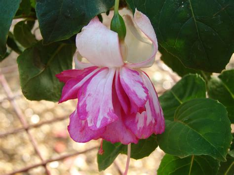 Buy Fuchsia Marbeller Flying Scotsman J Parkers