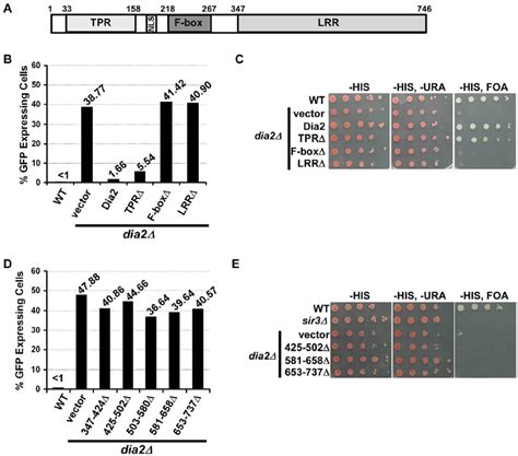Dia2s F Box And Lrr Domains Are Indispensable For Transcriptional