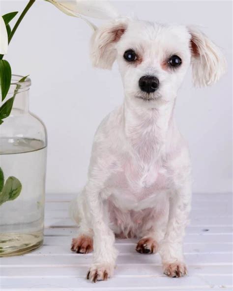 51 Best Maltese Haircuts With Pictures 2025 Updated