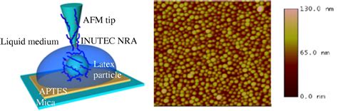 Elastic And Adhesion Properties Of Adsorbed Hydrophobically Modified Inulin Films On Latex