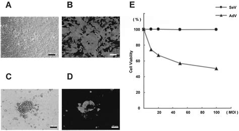 Comparison Of The Cellular Toxicity Of Pancreatic Stem Cells