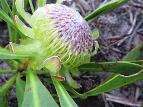 Common Ground Sugarbush Protea Acaulos Easyscape Plant Profile