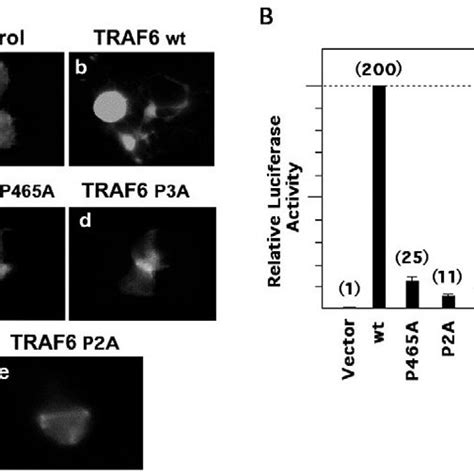 Traf6 And Src Proteins Used In These Studies Showing The Relative