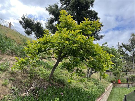 Persimmon Tree After 2 Seasons Of Pruning Rgardening