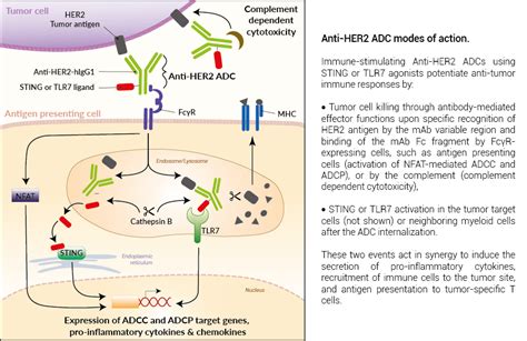 Anti Her2 Mab For Adc Invivogen