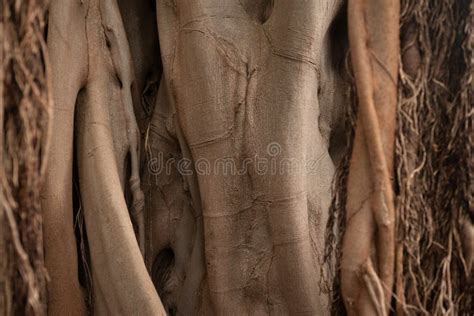 Mostly Blurred Bark Texture Background Of Ficus Macrophylla Aerial