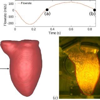 The Left Ventricle Surface Geometries Light Red Color Geometry Download Scientific Diagram