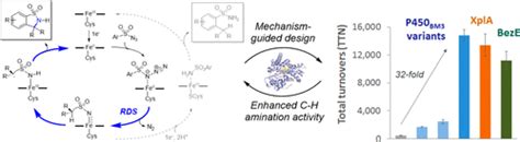 高效 P450 衍生的 C H 胺化生物催化剂的机制引导设计和发现journal Of The American Chemical
