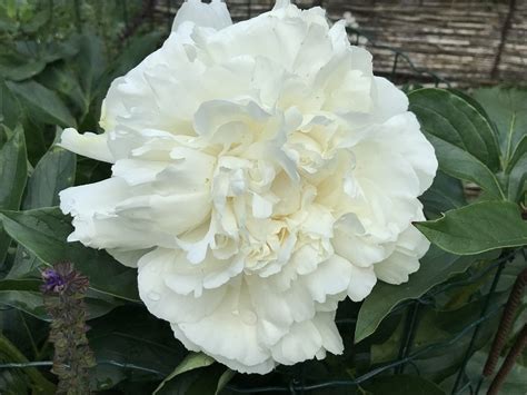 Paeonia – KIINANPIONI ’Ann Cousins’ – Kulpan puutarha